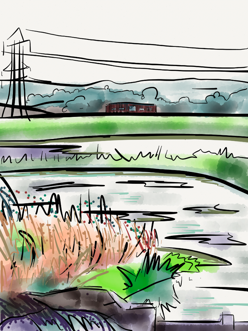 10 years of WWT Steart Marsh – Alison Jacobs
